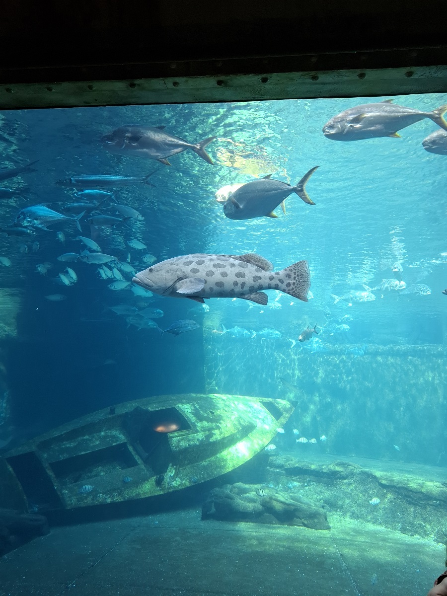 uShaka Marine World in Zuid-Afrika (review) - Op avontuur met kids